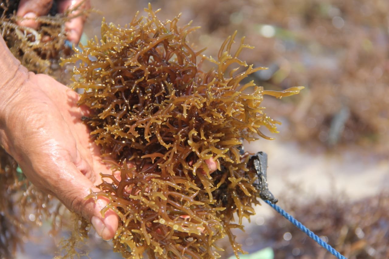 Rumput Laut Tual Disiapkan untuk Ekspor | pingintau.id